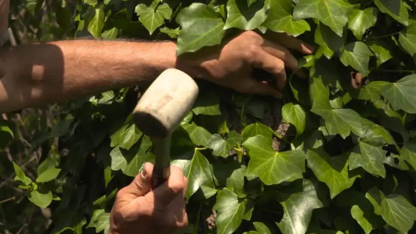 Dendrolog – kto to jest, jakie ma uprawnienia i kiedy trzeba go wezwać