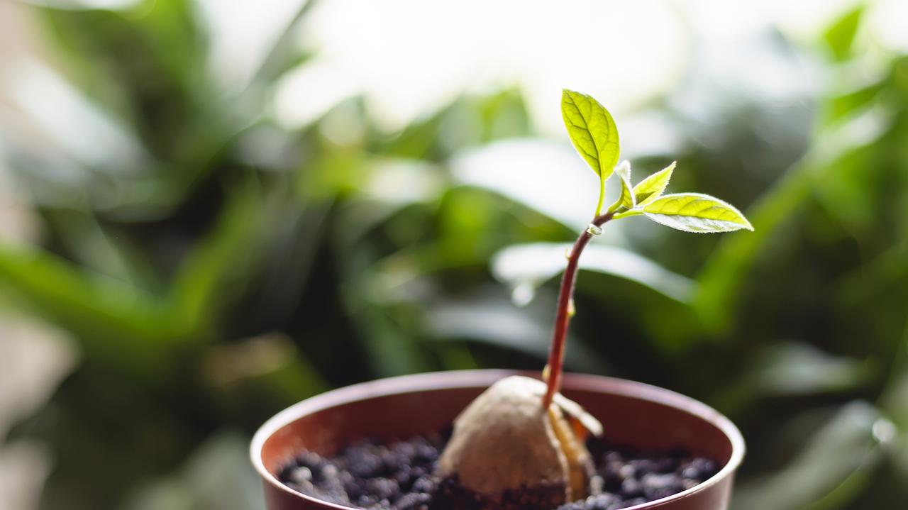 Jak zasadzić i awokado w doniczce i uprawiać w domu?